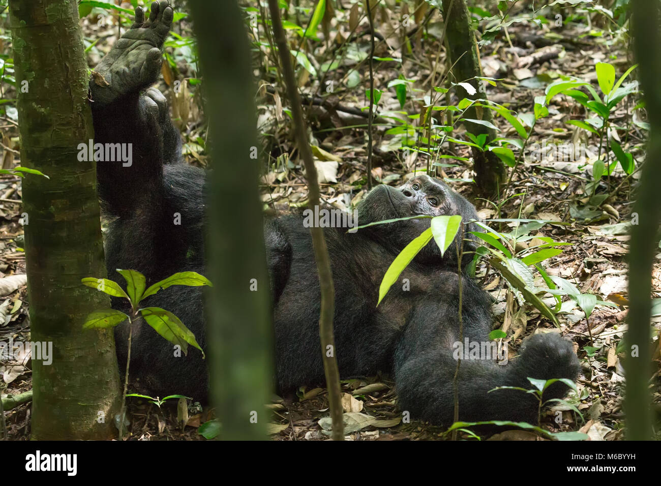 Female Chimpanzee Kimbale Forest National Park Uganda Africa Stock ...