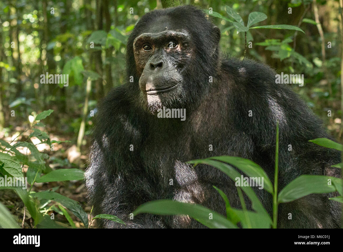 Female Chimpanzee Kimbale Forest National Park Uganda Africa Stock ...