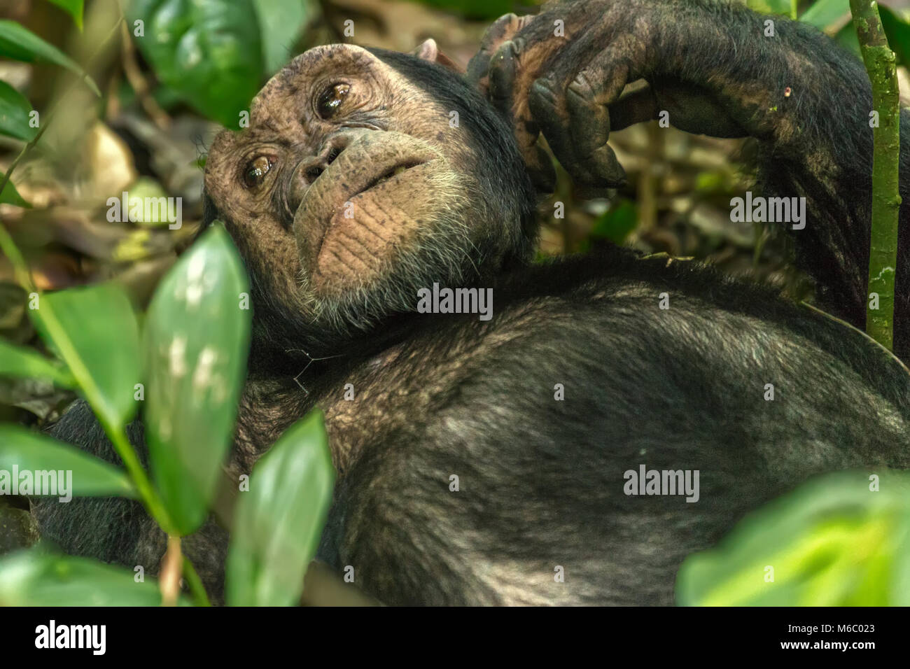 Female Chimpanzee Kimbale Forest National Park Uganda Africa Stock ...