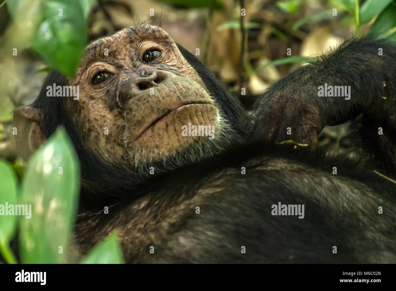 Female Chimpanzee Kimbale Forest National Park Uganda Africa Stock ...