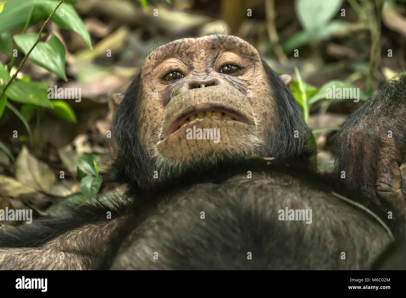 Female Chimpanzee Kimbale Forest National Park Uganda Africa Stock ...