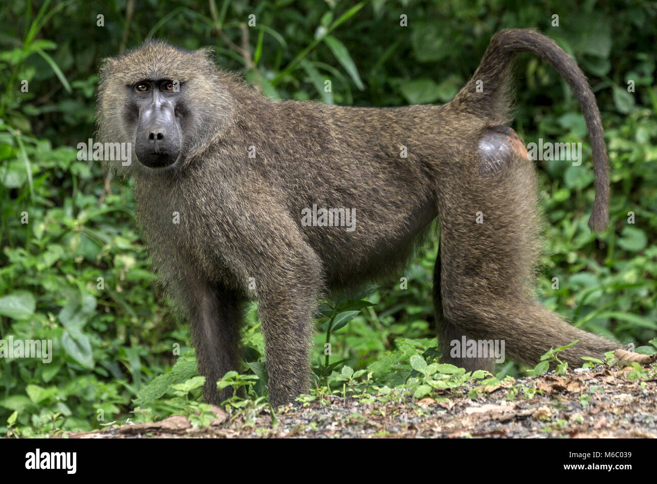 Kimbale forest nature reserve hi-res stock photography and images - Alamy