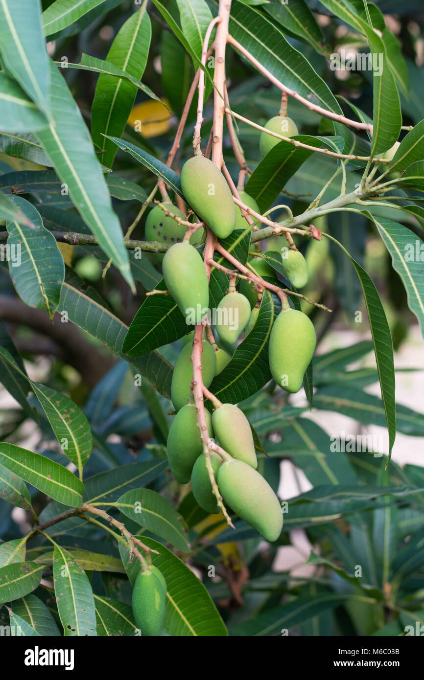 Full mango tree hi-res stock photography and images - Alamy