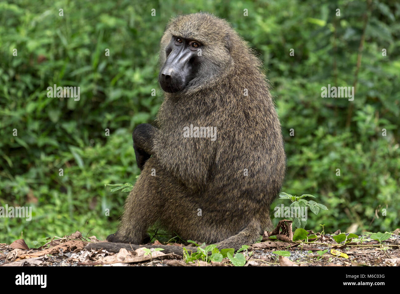 Olive baboon (Papio anubis), also called the Anubis baboon, Kimbale Forest Nature Reserve ...