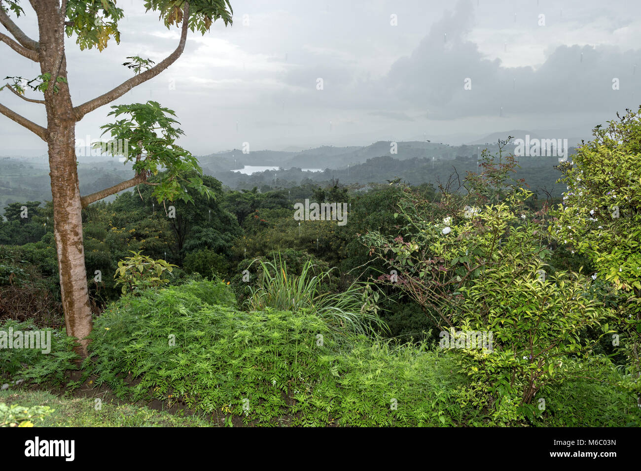 View over Kimbale Forest National Park, Uganda, Africa Stock Photo - Alamy