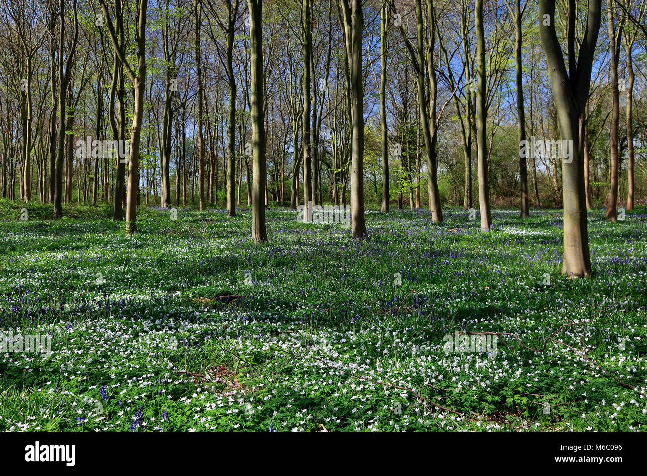 Spring carpet of Bluebell flowers and Wood Anemone Flowers; Rockingham ...