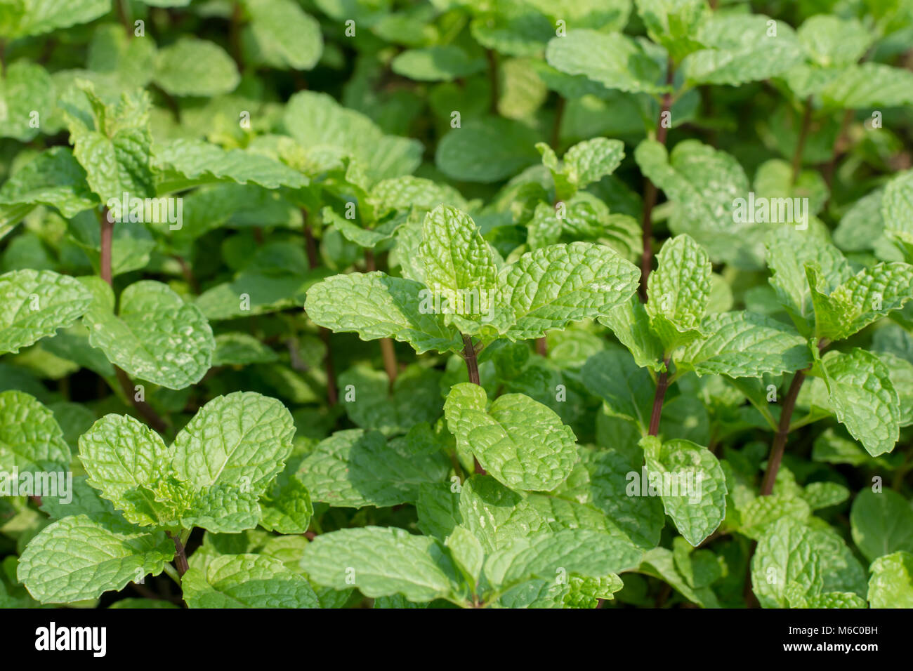 Green peppermint leaves background Stock Photo - Alamy