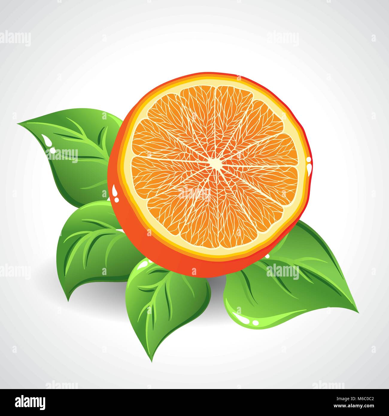 Vector yummy orange on white background with green leaves Stock Vector ...