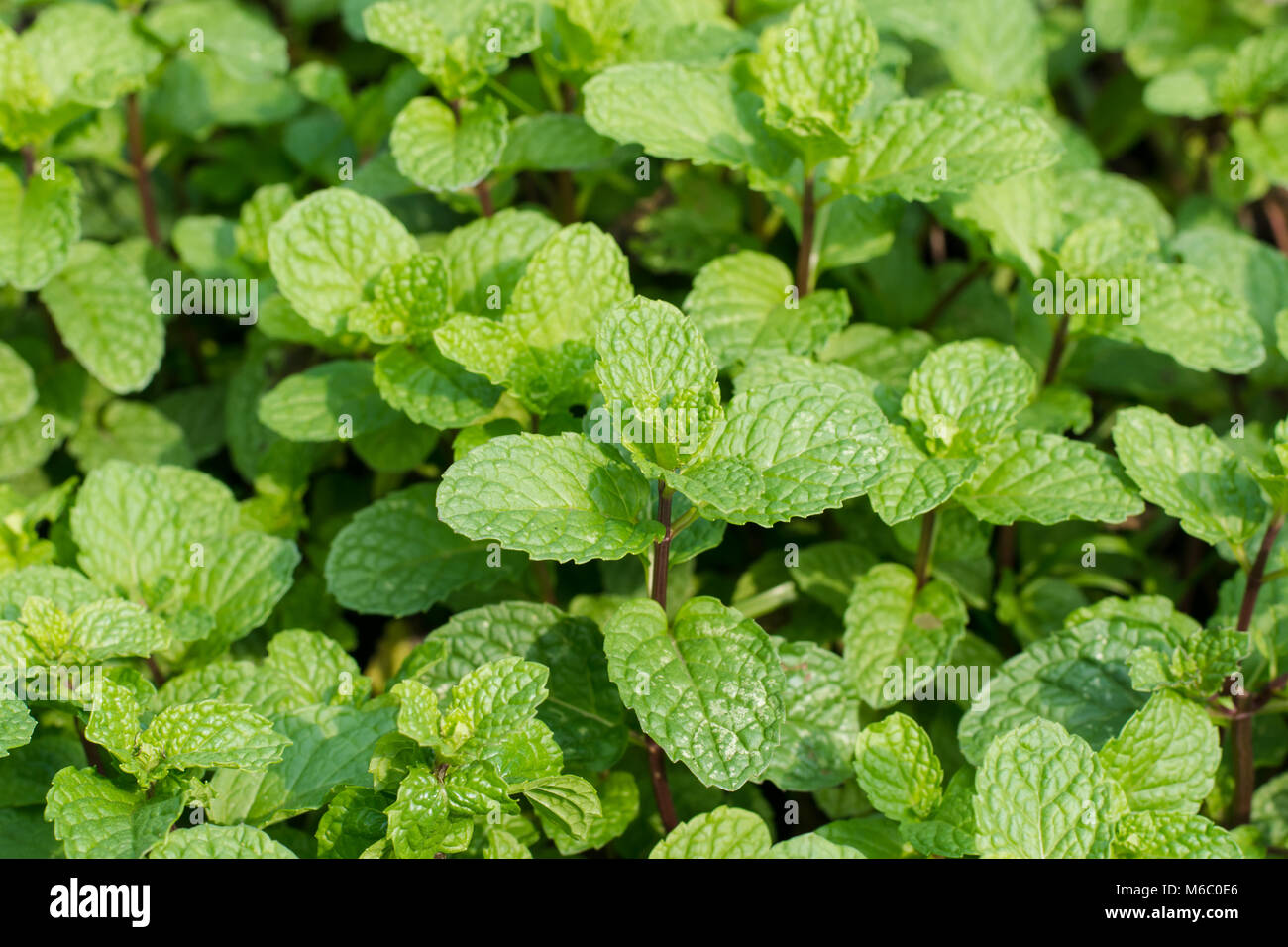 Green peppermint leaves background Stock Photo - Alamy