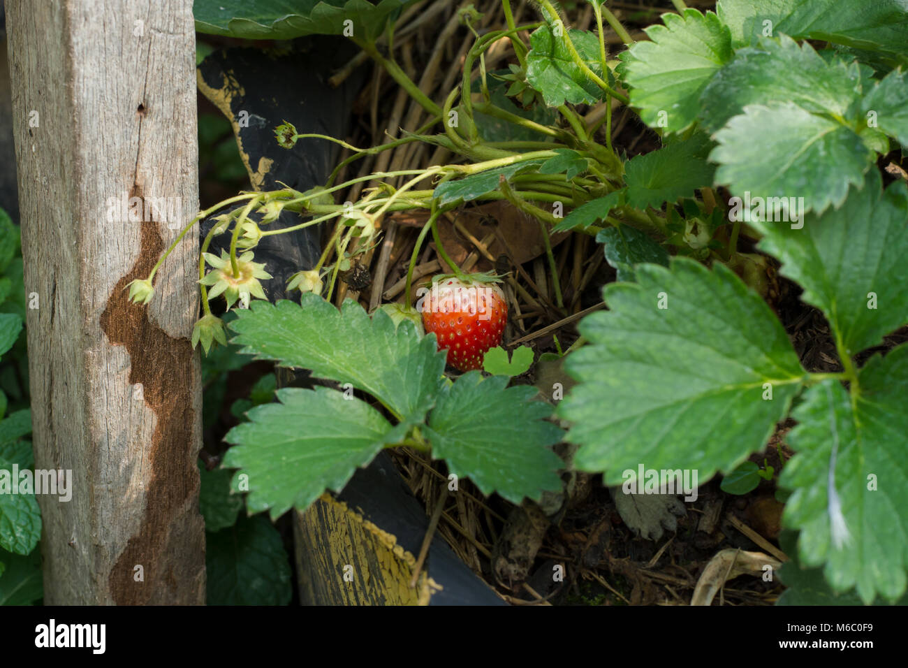ripe strawberry in a stawbery tree Stock Photo - Alamy
