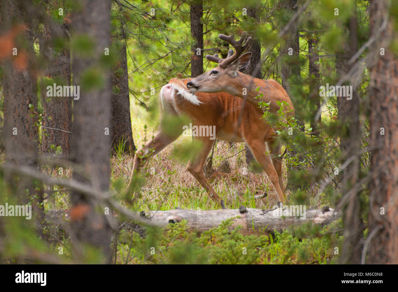 Deer, Banff National Park, Alberta, Canada Stock Photo - Alamy