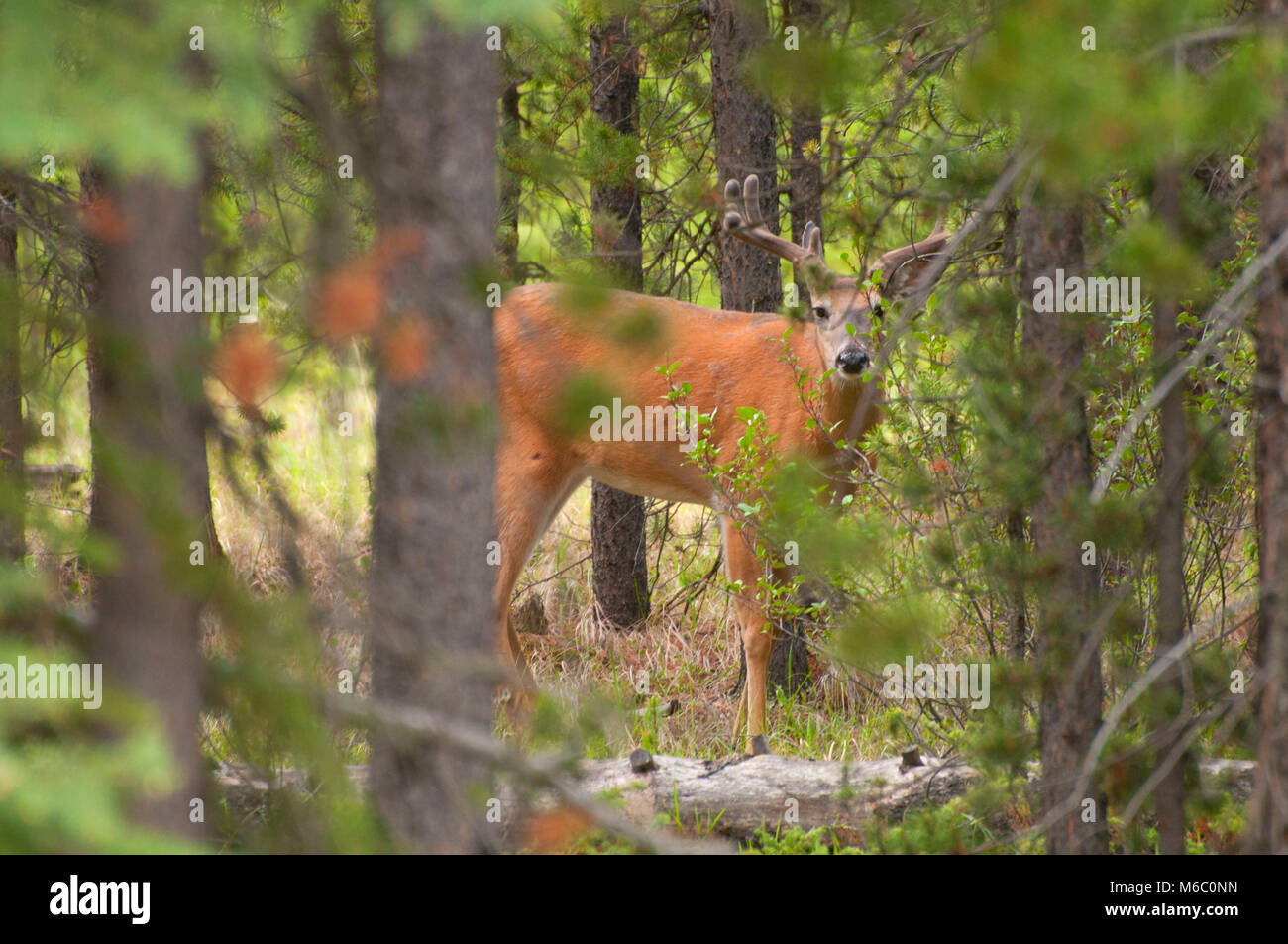 Deer, Banff National Park, Alberta, Canada Stock Photo - Alamy