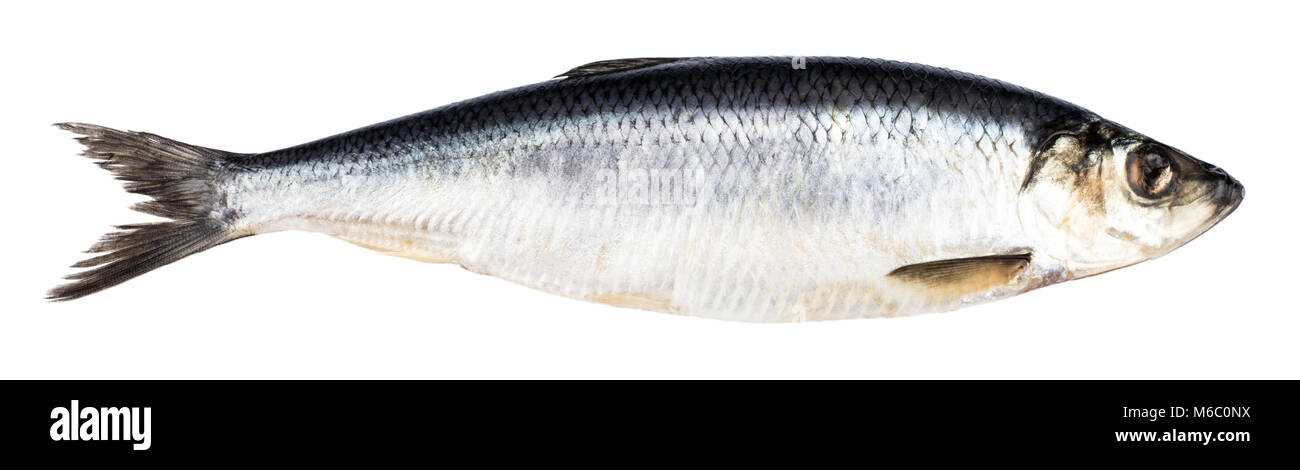 Herring fish isolated on white background with clipping path Stock ...