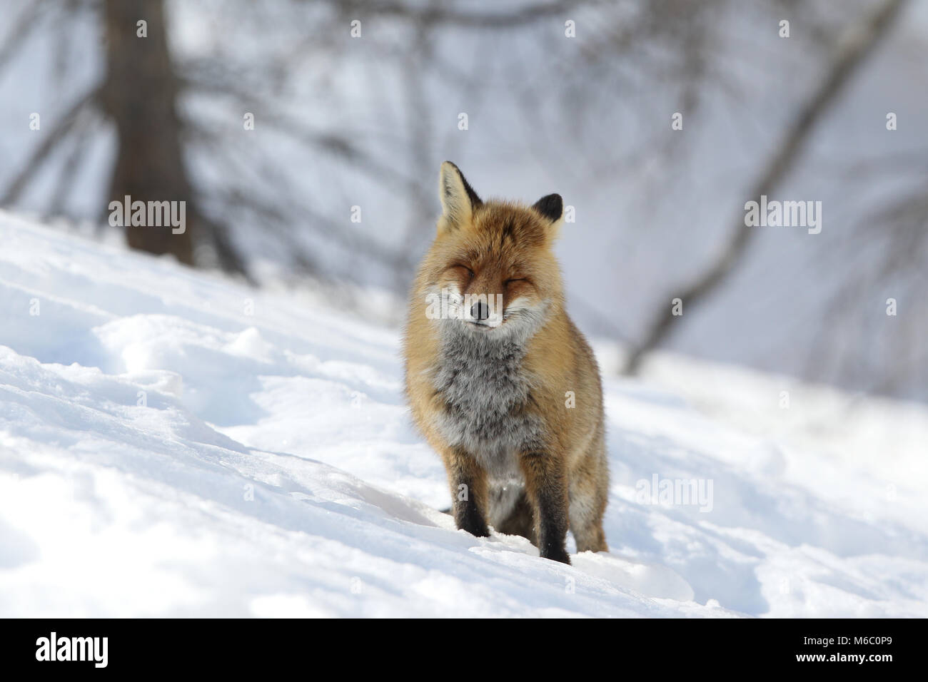 Red fox into the snow Stock Photo - Alamy