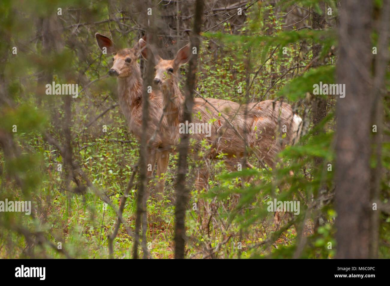 Deer, Banff National Park, Alberta, Canada Stock Photo - Alamy