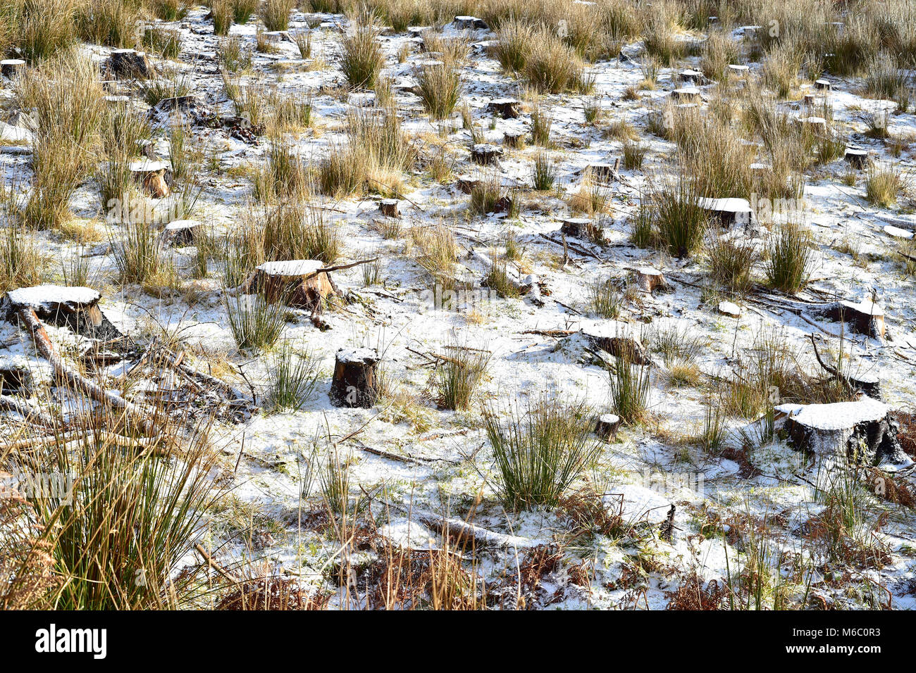 Tree stumps hi-res stock photography and images - Alamy