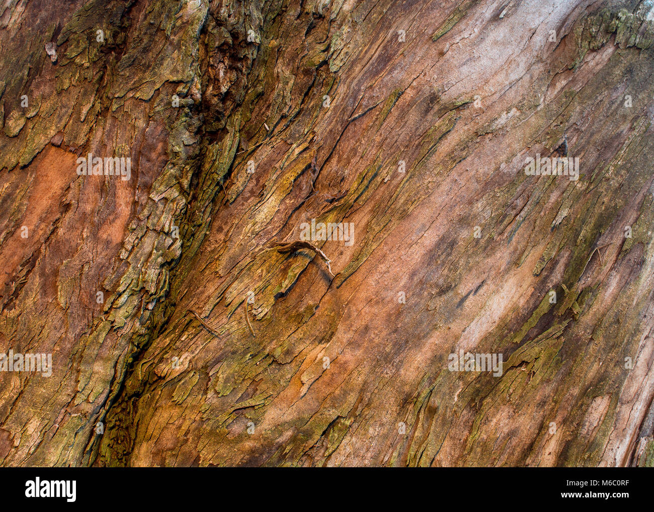The bark of a Eucalyptus tree - texture or background Stock Photo - Alamy