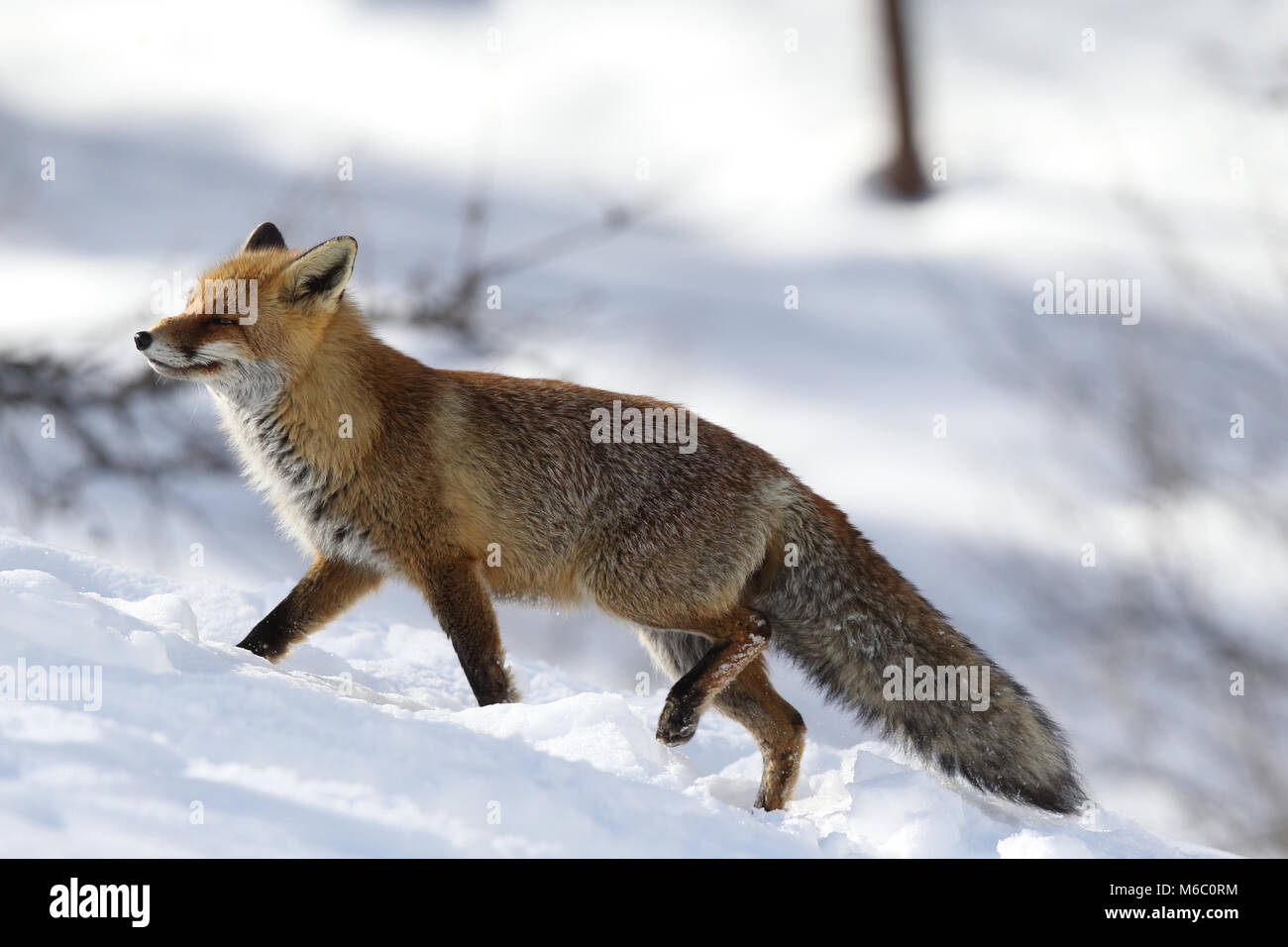 Red fox into the snow Stock Photo - Alamy