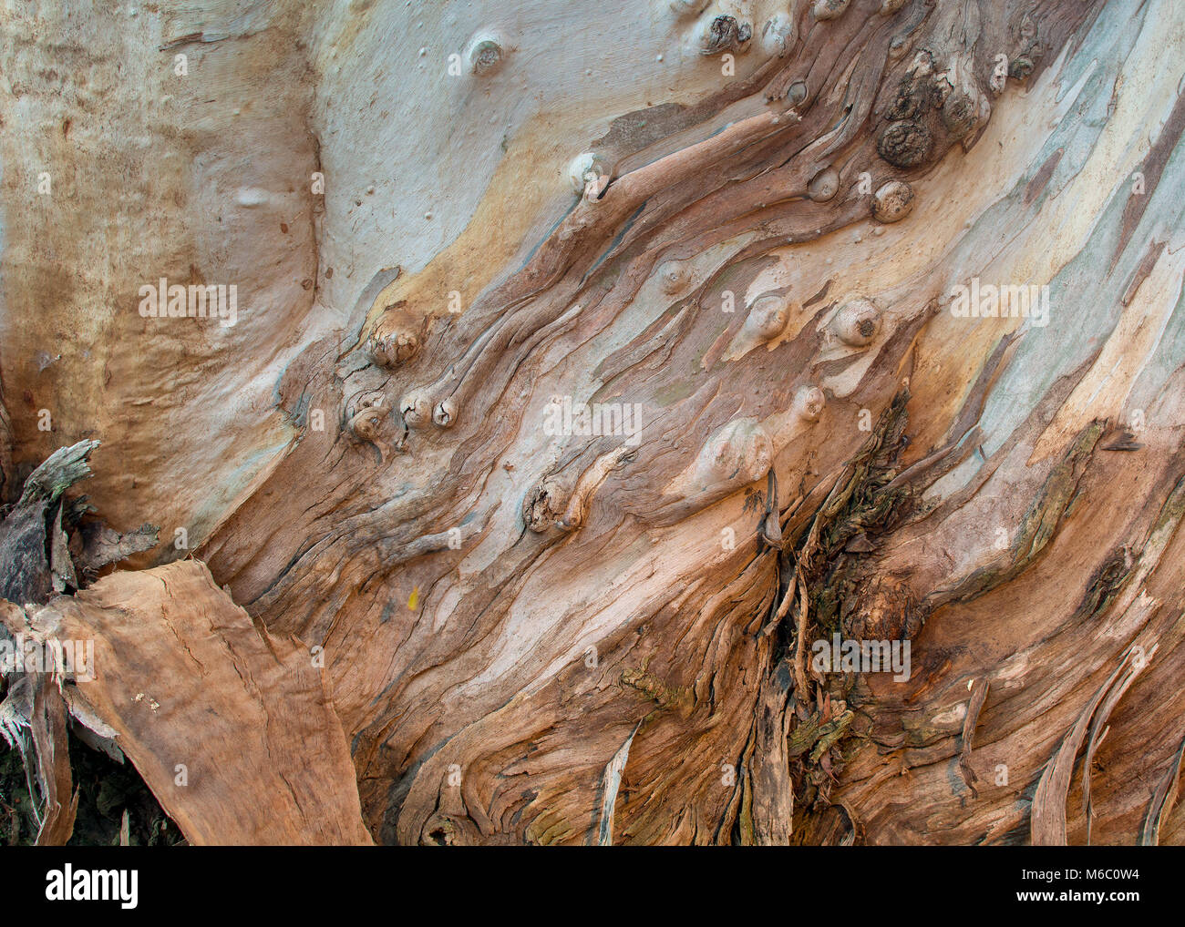 The bark of a Eucalyptus tree - texture or background Stock Photo - Alamy
