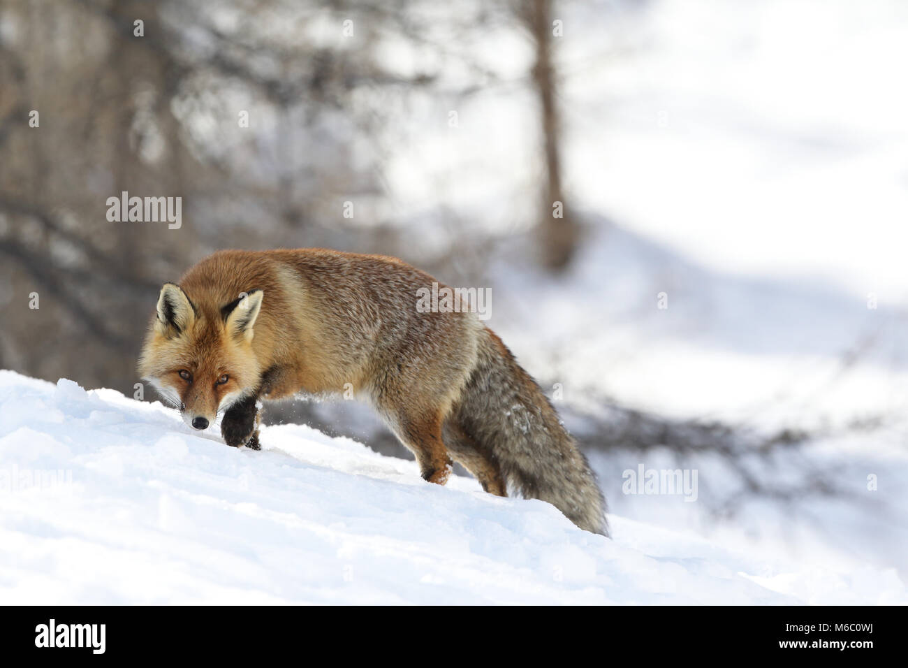 Red fox into the snow Stock Photo - Alamy