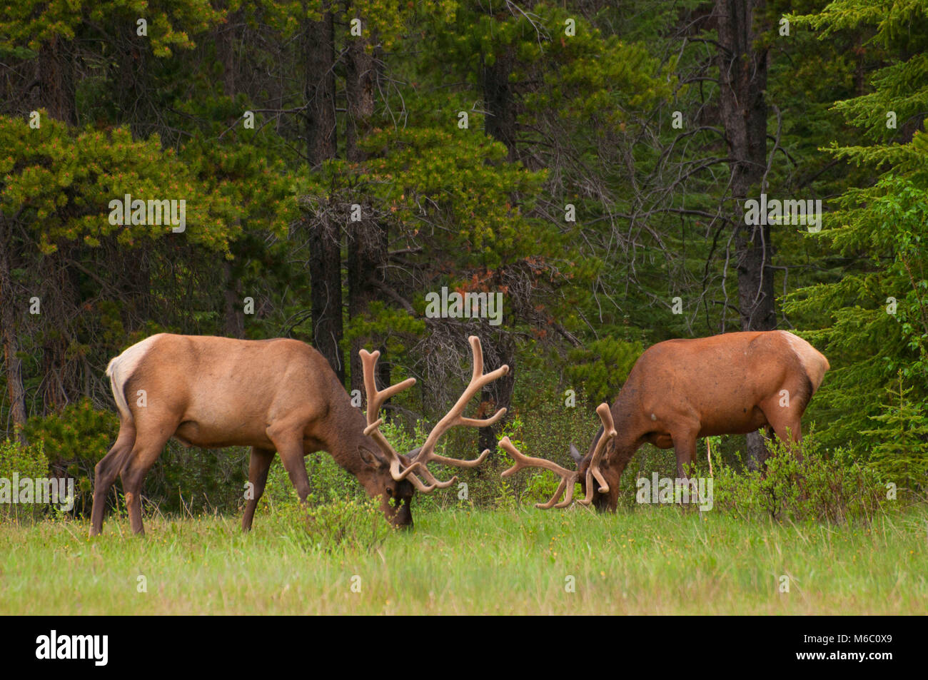 Rocky Mountain elk, Banff National Park, Alberta, Canada Stock Photo ...