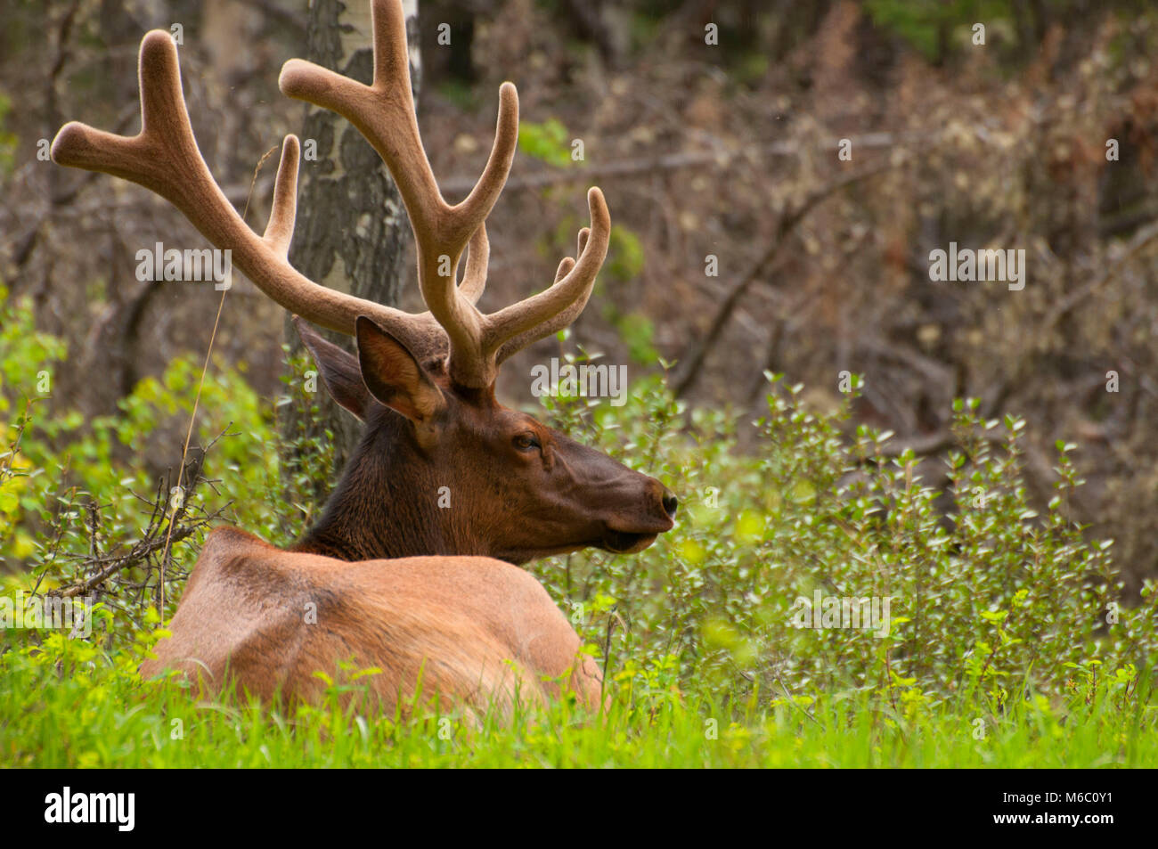Rocky Mountain elk, Banff National Park, Alberta, Canada Stock Photo ...