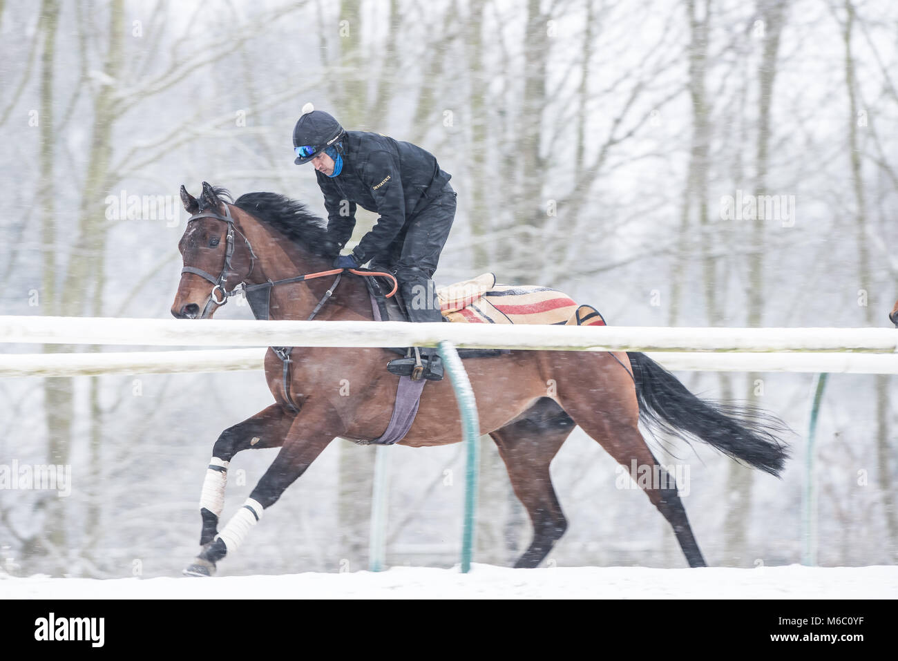 Racehorses in the snow Stock Photo - Alamy