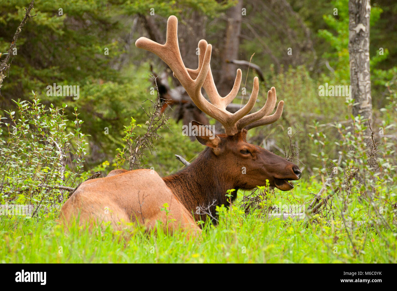 Rocky Mountain elk, Banff National Park, Alberta, Canada Stock Photo ...