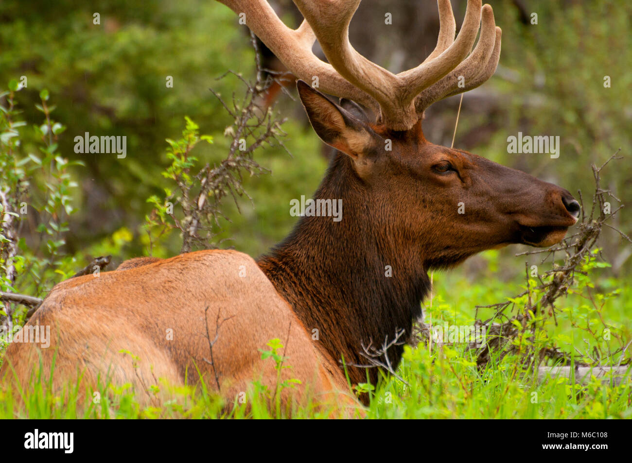 Rocky Mountain elk, Banff National Park, Alberta, Canada Stock Photo ...