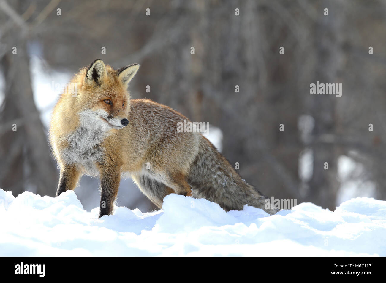Red fox into the snow Stock Photo - Alamy