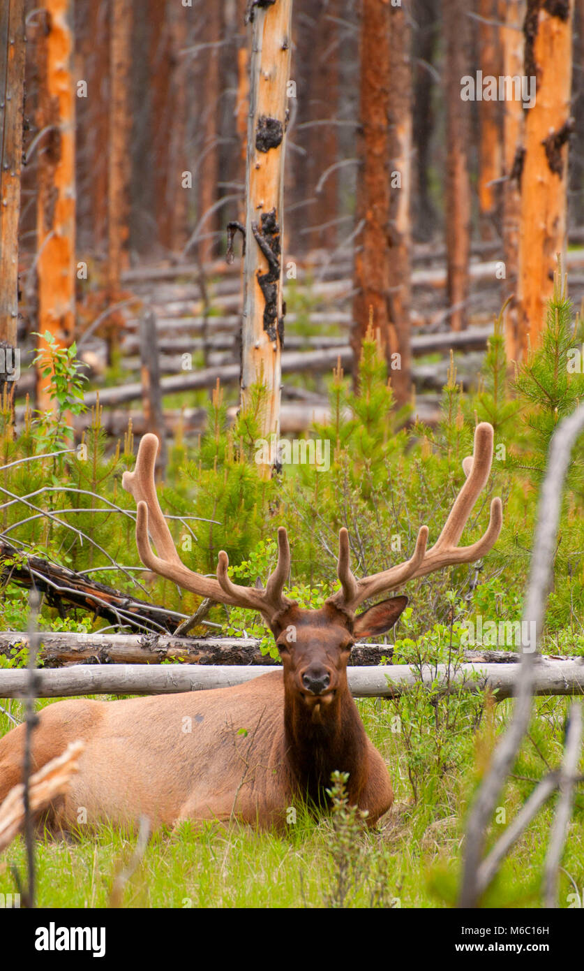 Rocky Mountain elk, Banff National Park, Alberta, Canada Stock Photo ...