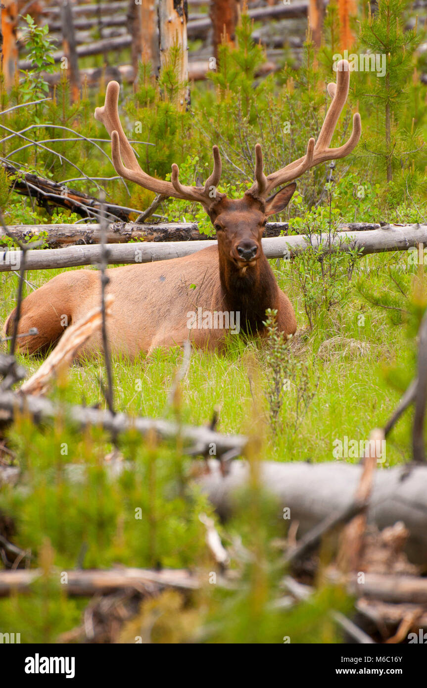 Rocky Mountain elk, Banff National Park, Alberta, Canada Stock Photo ...