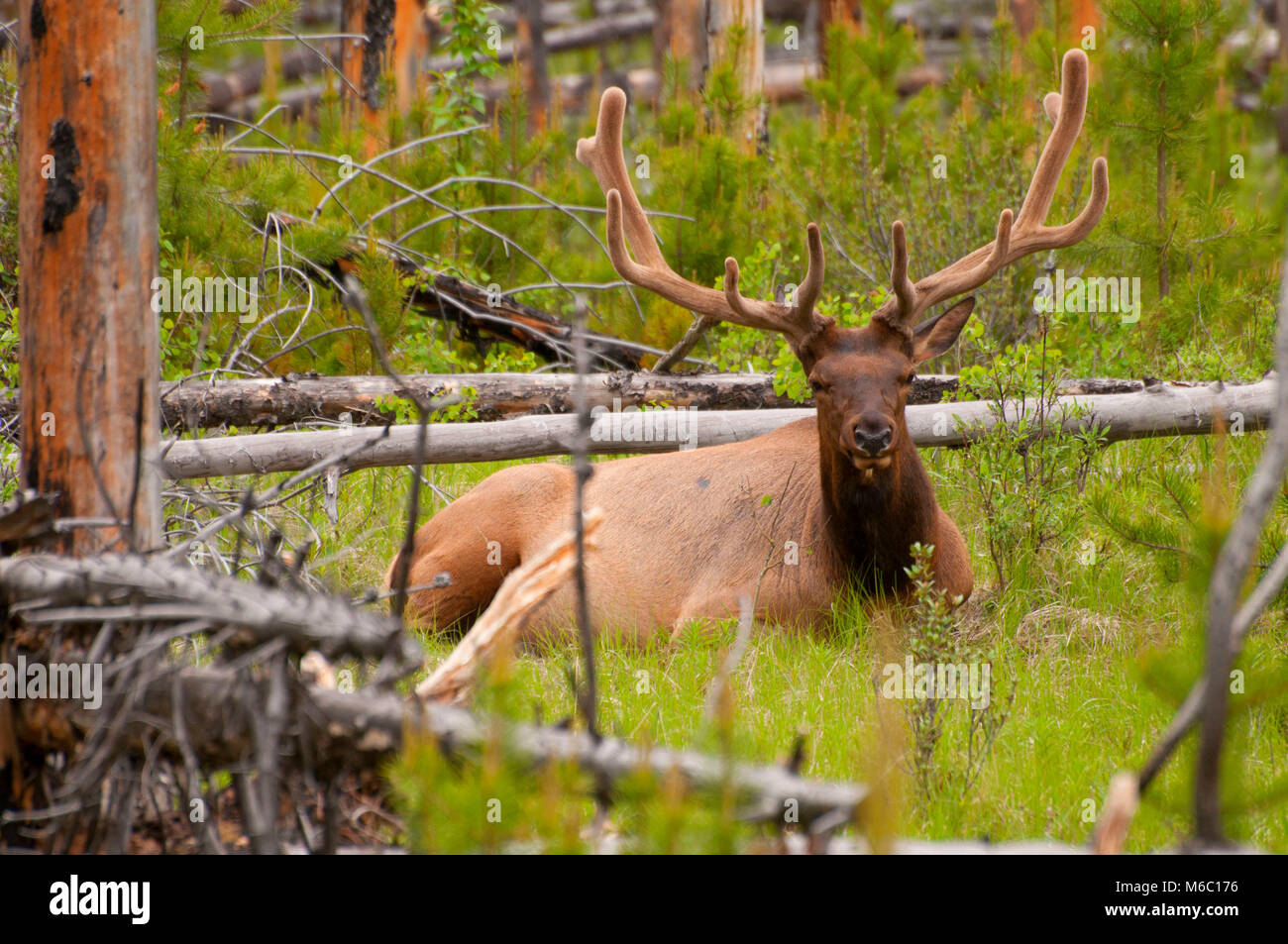 Rocky Mountain elk, Banff National Park, Alberta, Canada Stock Photo ...