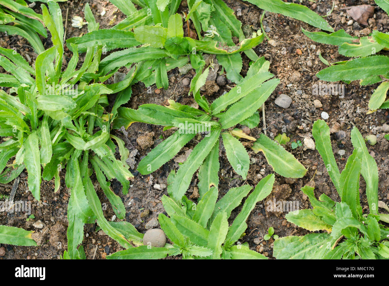 Culantro, Long coriander, Sawtooth coriander, Parsley on the soil in ...