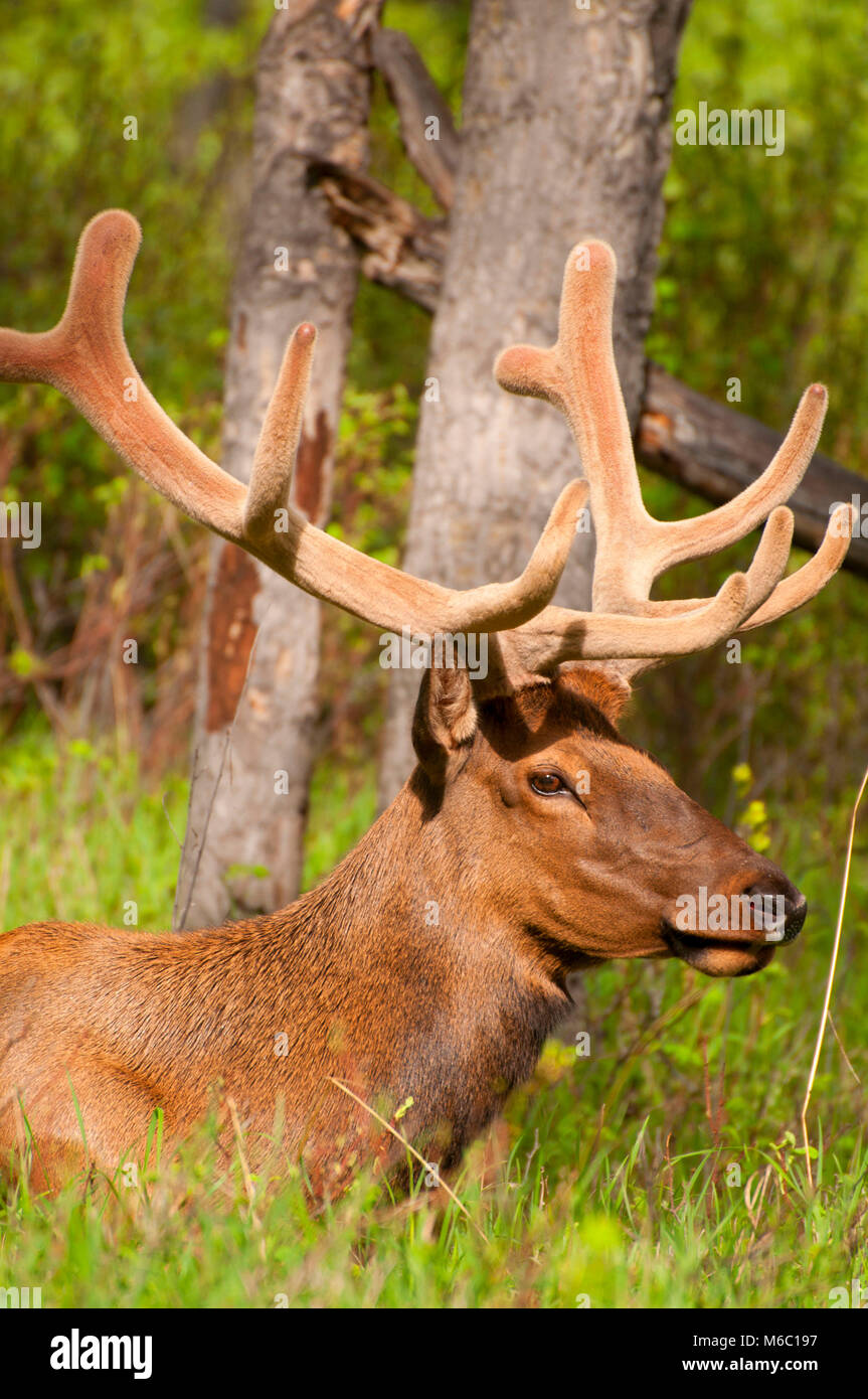 Rocky Mountain elk, Banff National Park, Alberta, Canada Stock Photo ...