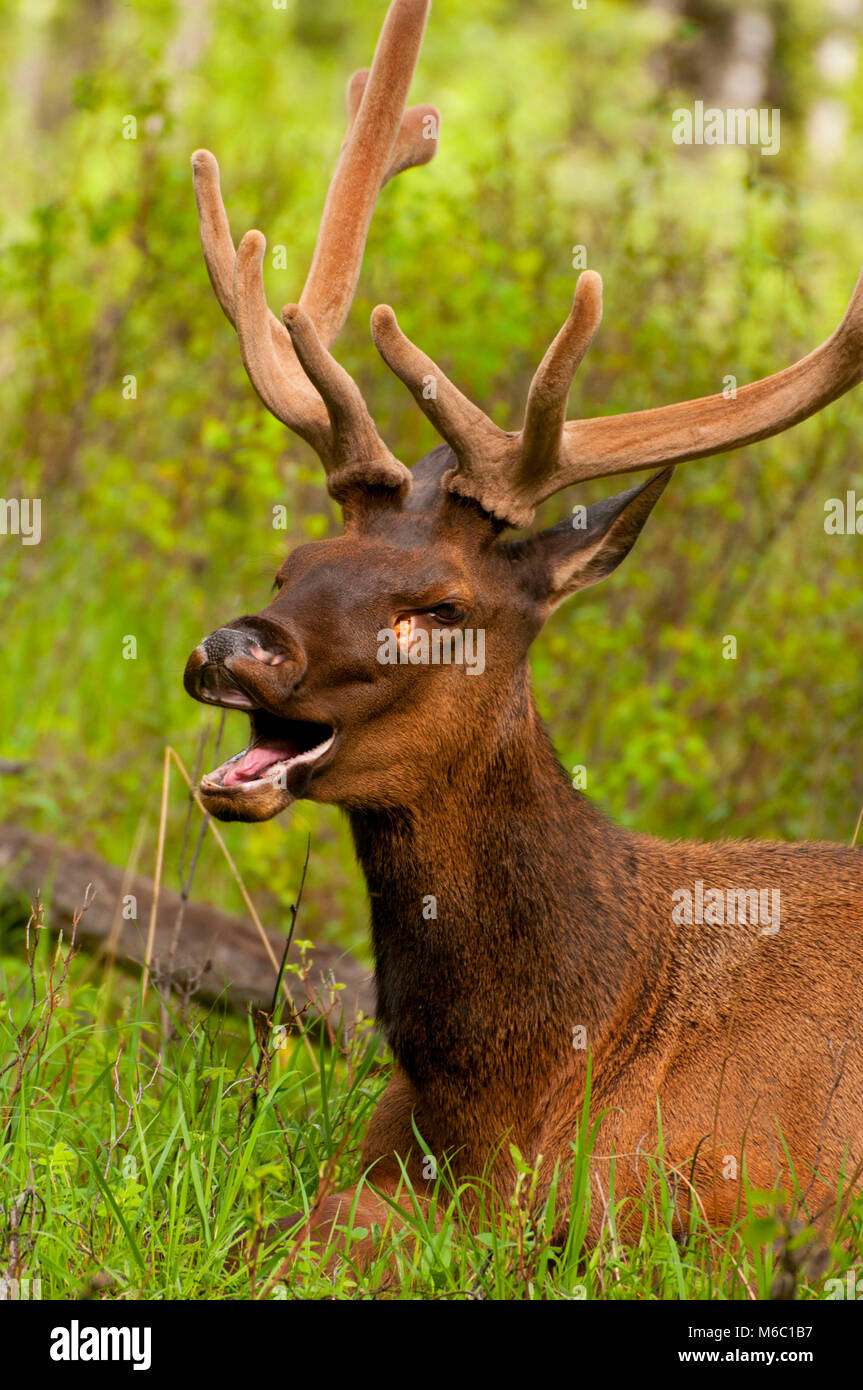 Rocky Mountain elk, Banff National Park, Alberta, Canada Stock Photo ...