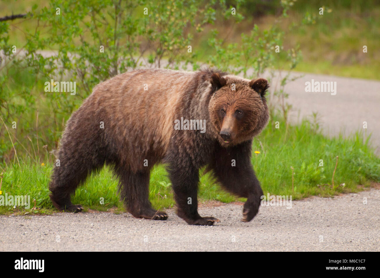 Canadian bear hi-res stock photography and images - Alamy