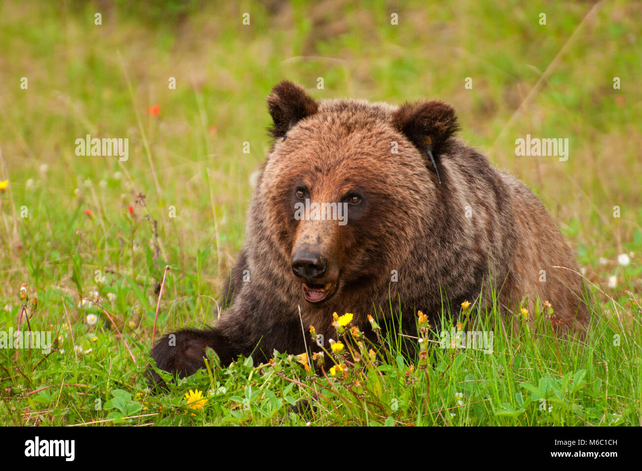Grizzly bear, Banff National Park, Alberta, Canada Stock Photo - Alamy