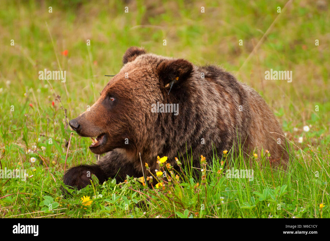 Grizzly bear, Banff National Park, Alberta, Canada Stock Photo - Alamy