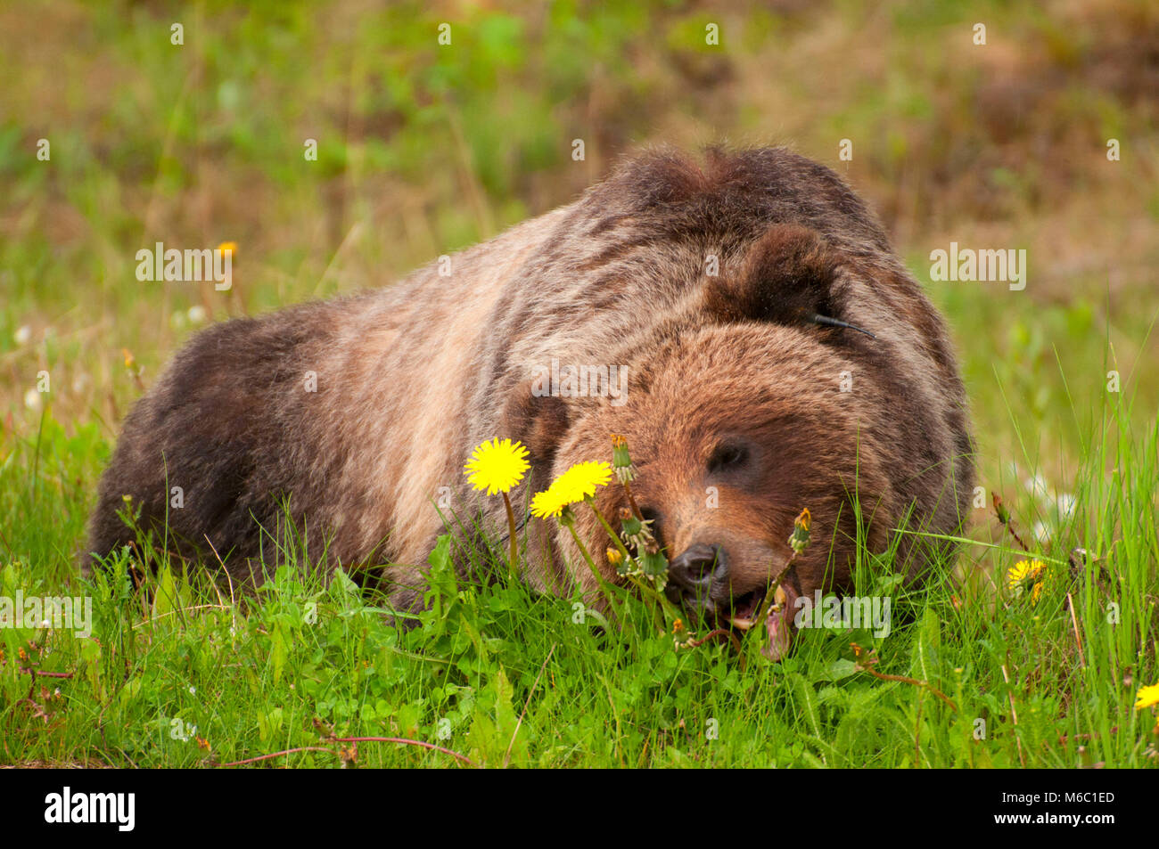 Grizzly bear, Banff National Park, Alberta, Canada Stock Photo - Alamy