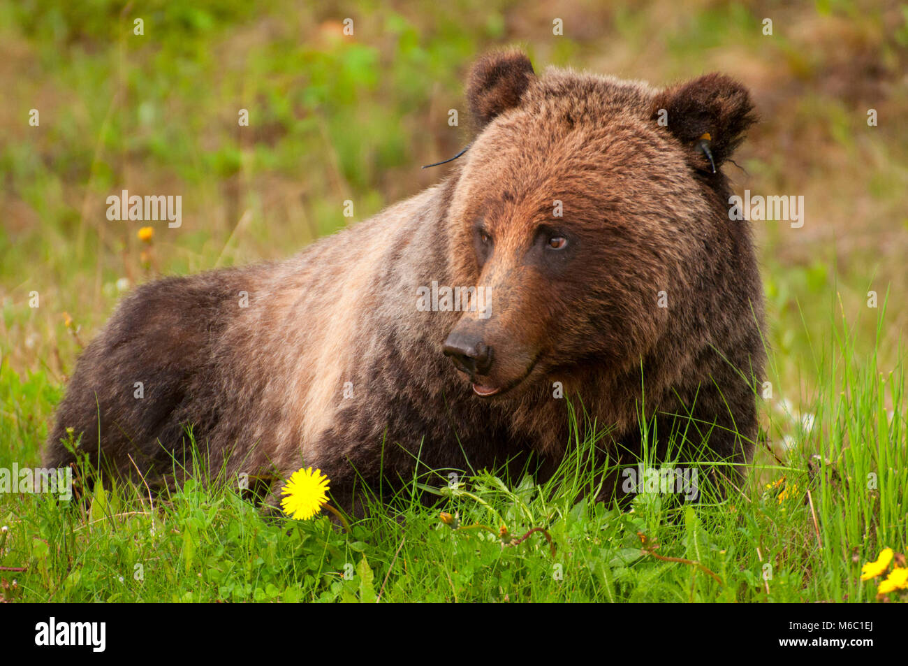Grizzly bear, Banff National Park, Alberta, Canada Stock Photo - Alamy
