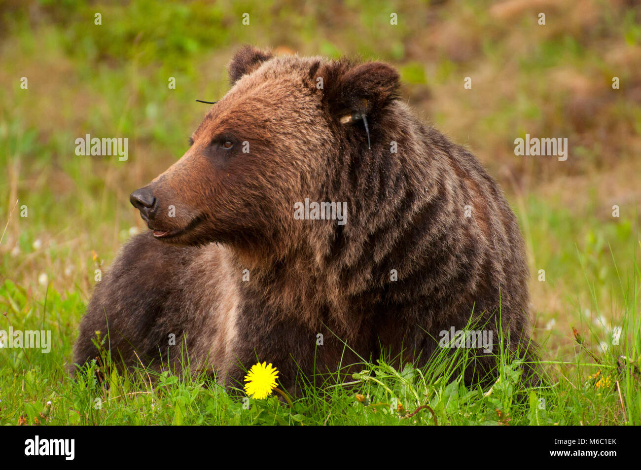 Grizzly bear, Banff National Park, Alberta, Canada Stock Photo - Alamy