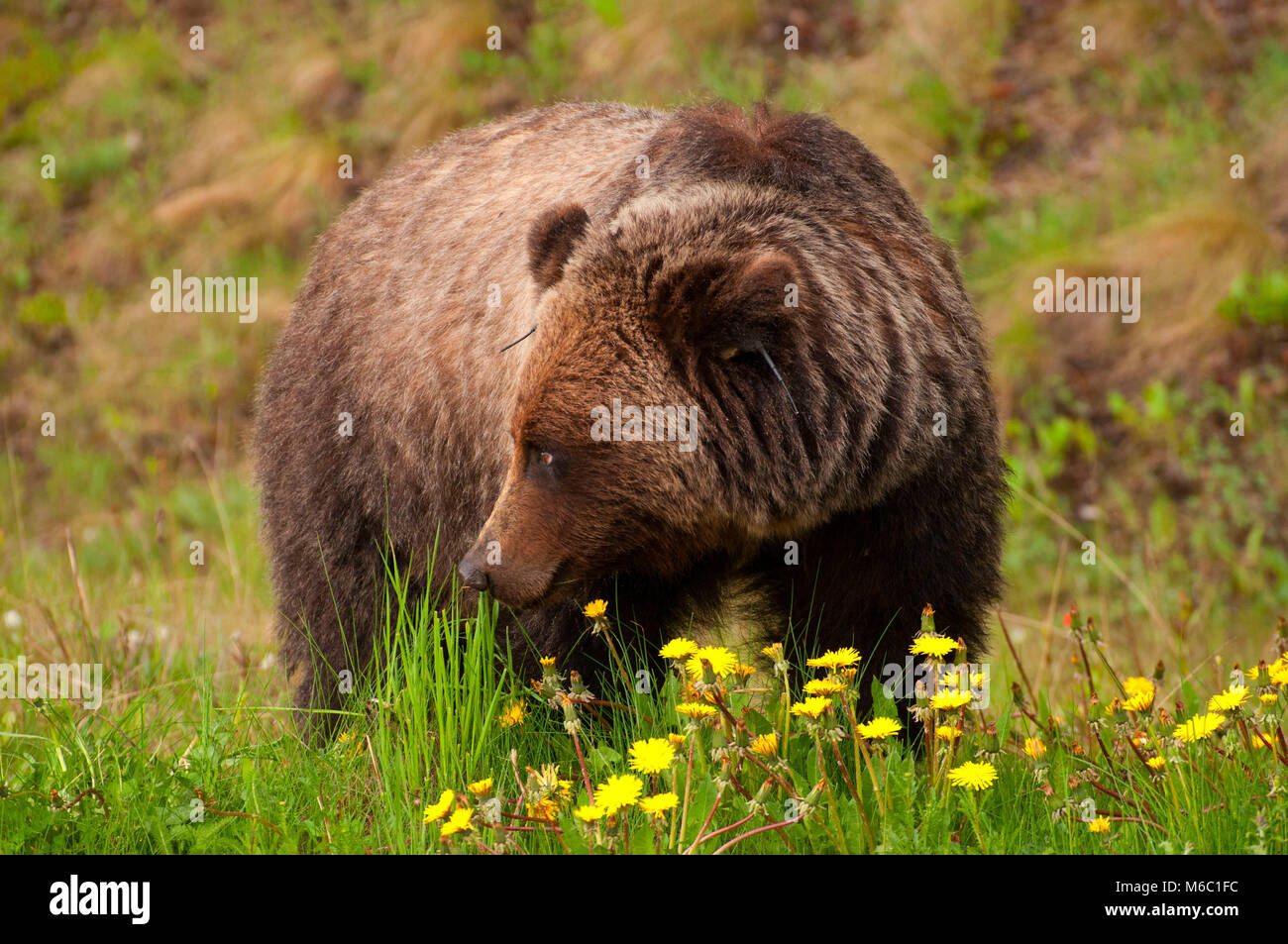 Grizzly bear, Banff National Park, Alberta, Canada Stock Photo - Alamy