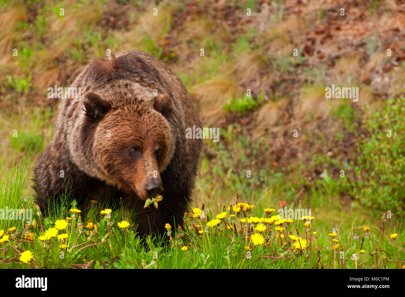 Grizzly bear, Banff National Park, Alberta, Canada Stock Photo - Alamy
