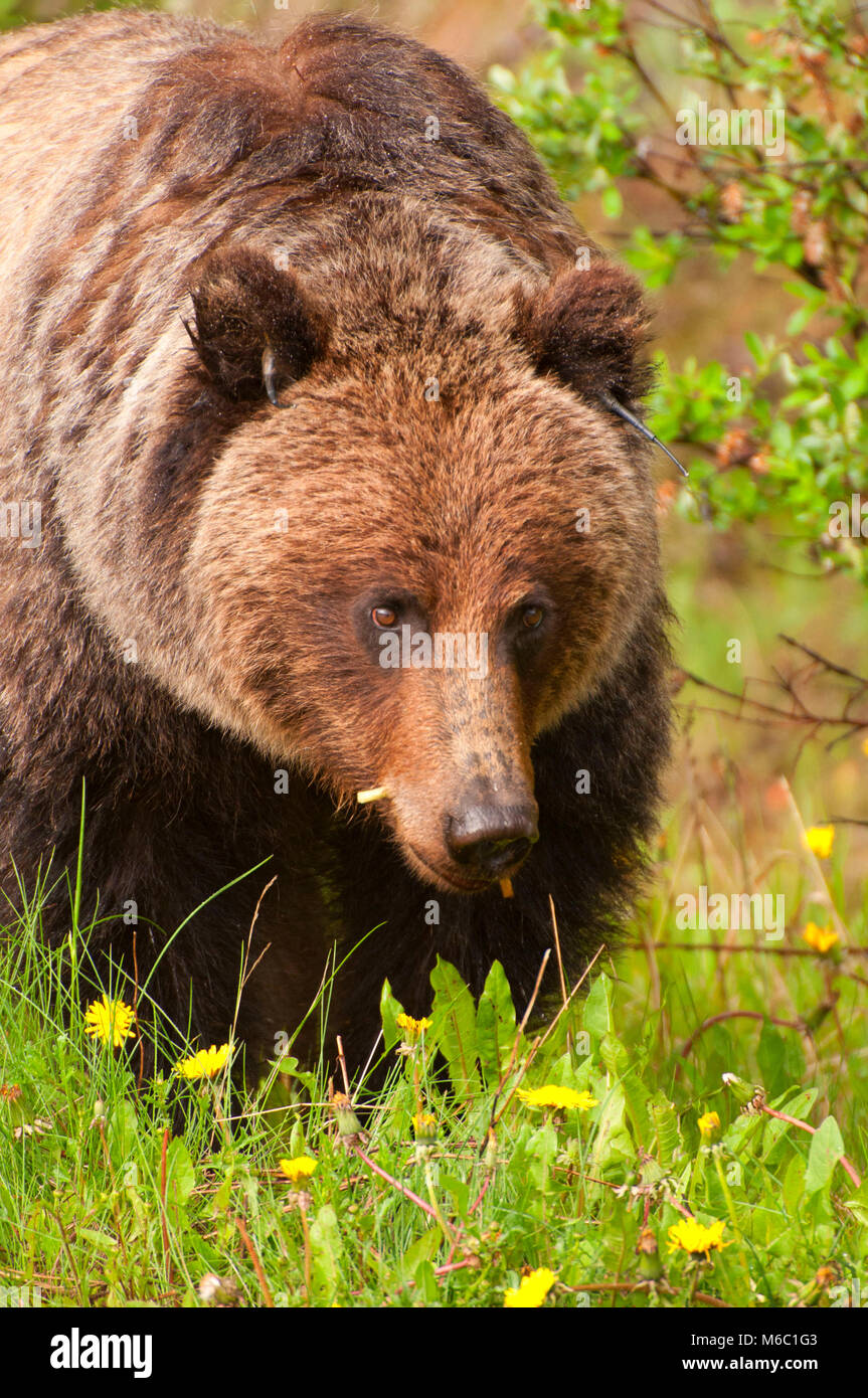 Grizzly bear, Banff National Park, Alberta, Canada Stock Photo - Alamy