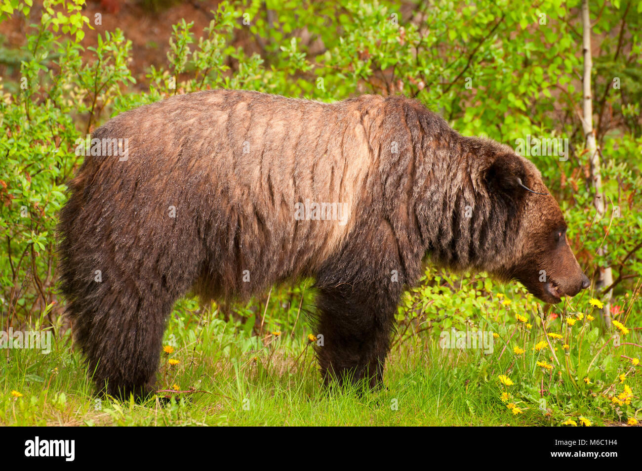 Grizzly bear, Banff National Park, Alberta, Canada Stock Photo - Alamy