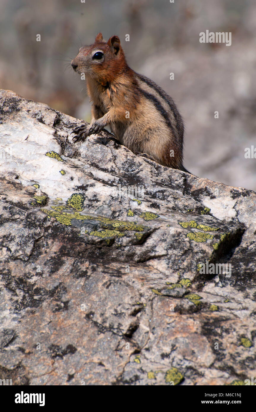 Ground squirrel, Banff National Park, Alberta, Canada Stock Photo - Alamy