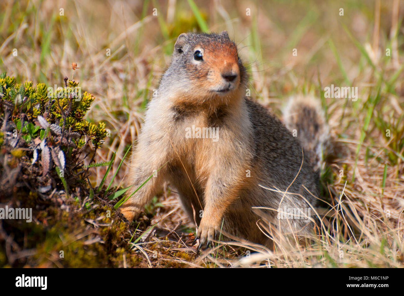 Ground squirrel in Larch Valley, Banff National Park, Alberta, Canada ...