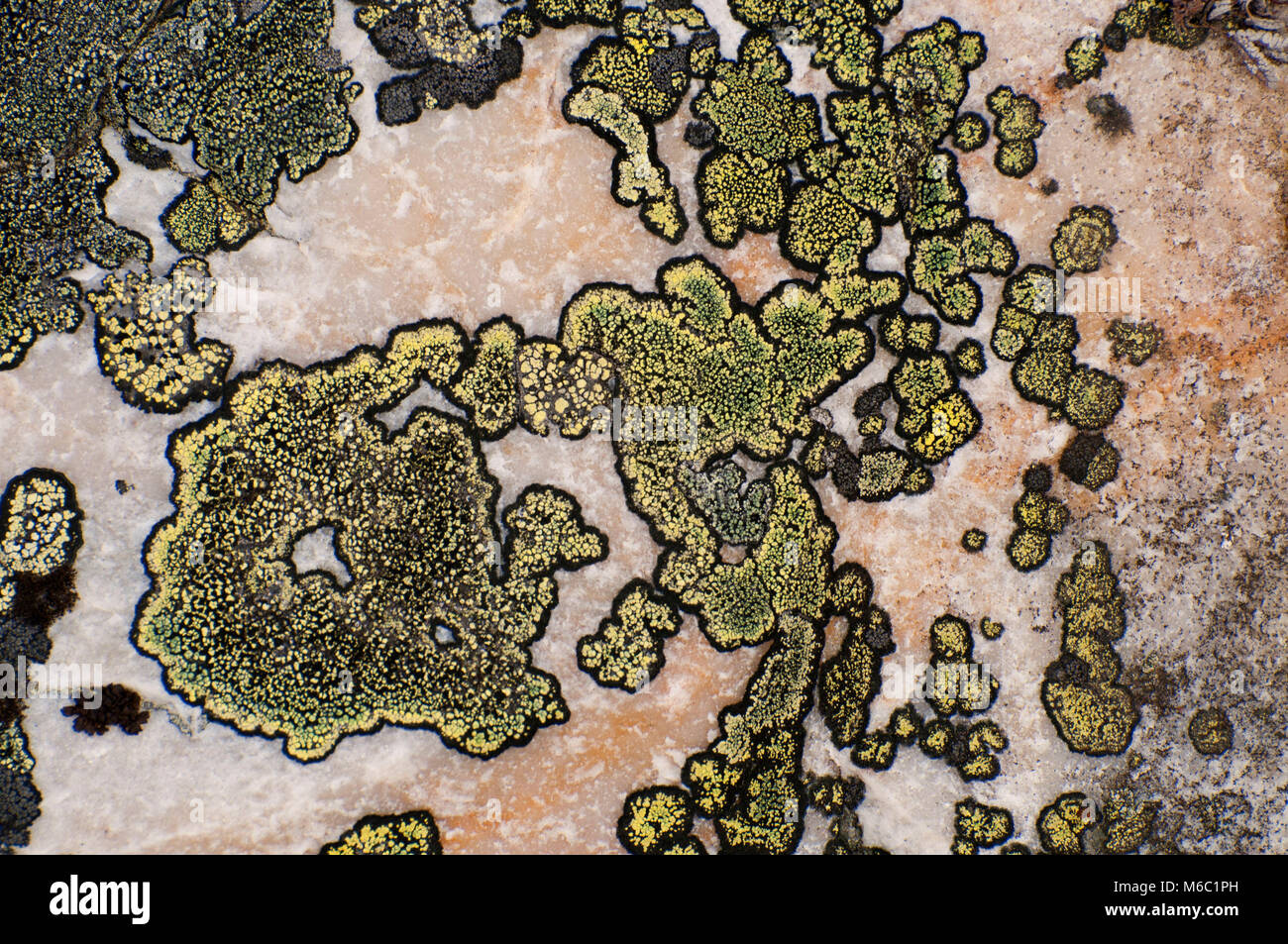 Lichen on rock along Larch Valley Trail, Banff National Park, Alberta ...