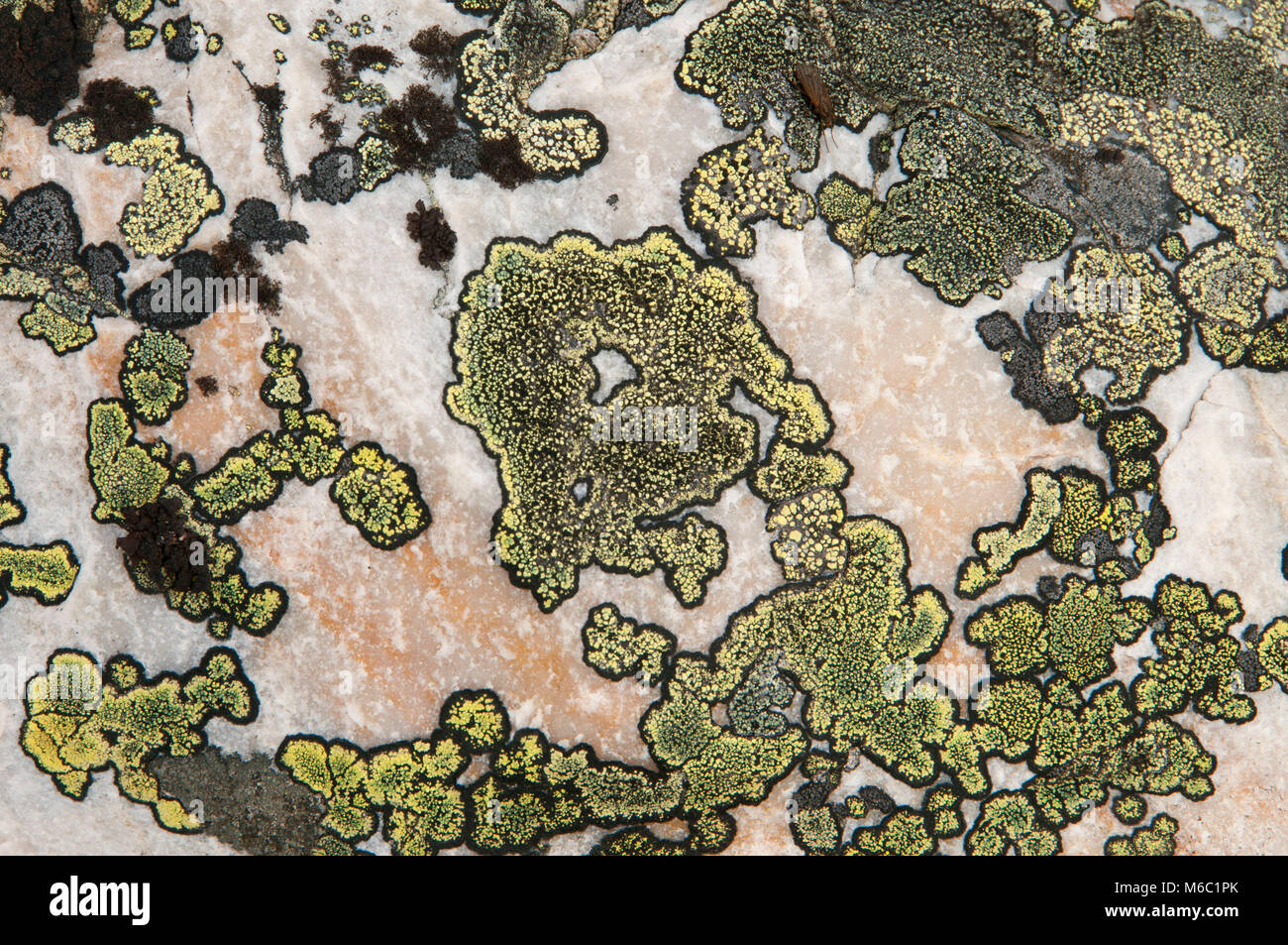 Lichen on rock along Larch Valley Trail, Banff National Park, Alberta ...
